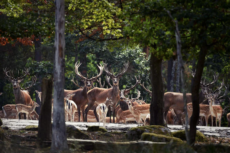 Experience | Eriksberg Hotel & Nature Reserve