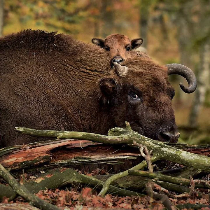 Om Eriksberg | Eriksberg Hotell & Safaripark