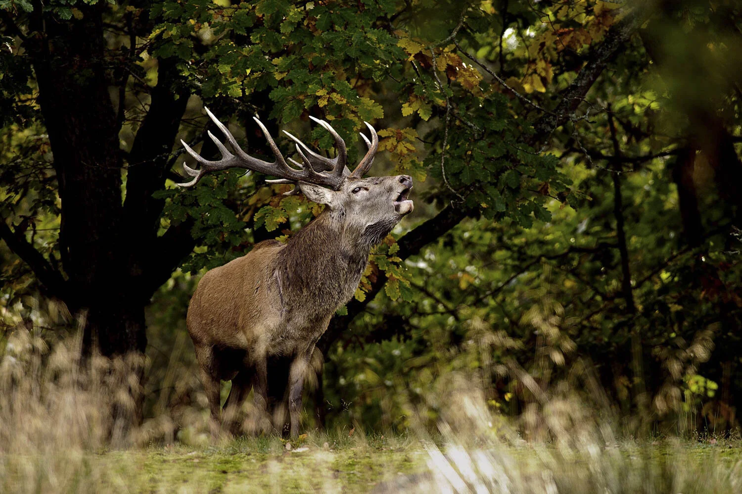 Eriksberg Hotell & Safaripark