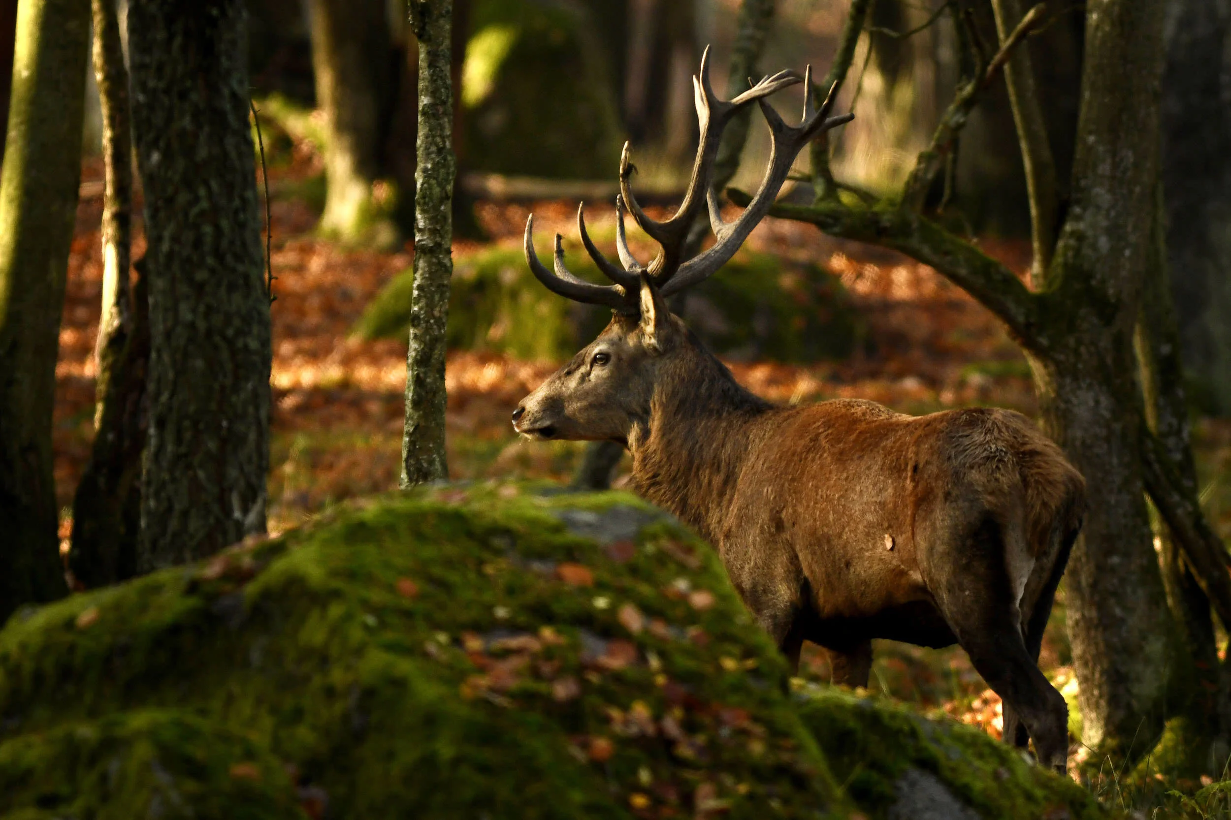 Eriksberg Hotell & Safaripark