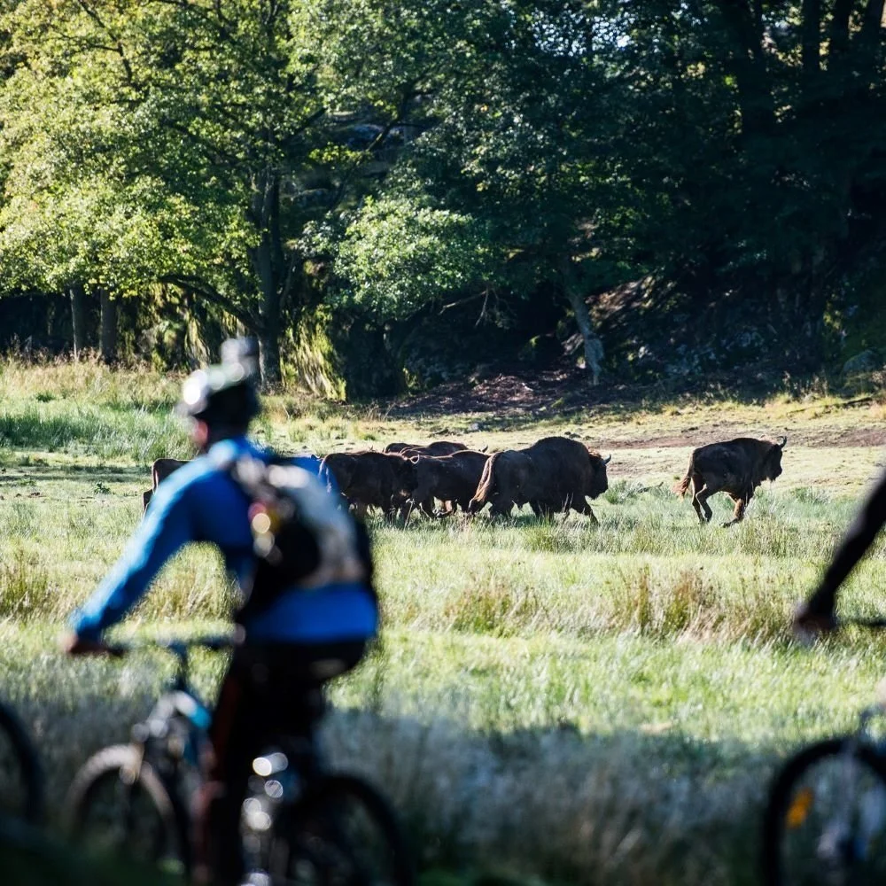 Eriksberg Hotell & Safaripark