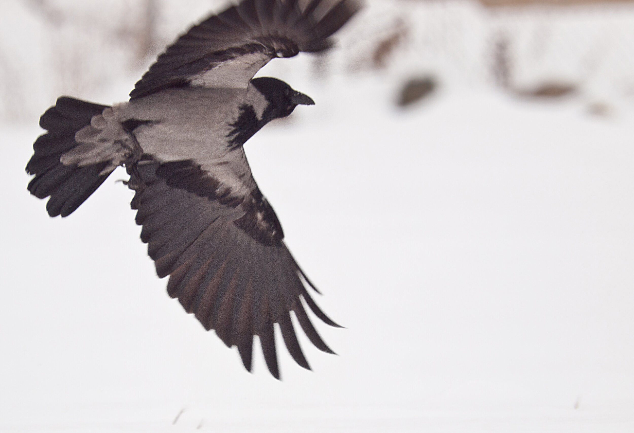 Corvus corona: Kråker i coronaens tid — lei en biolog