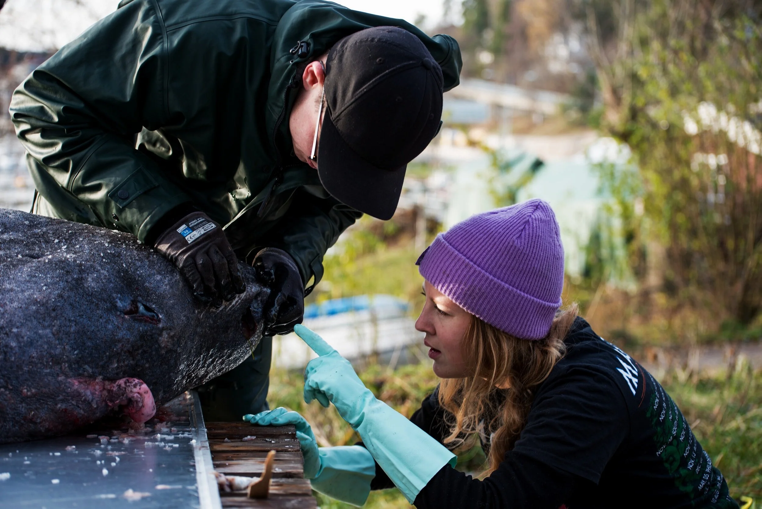 Disseksjon — lei en biolog