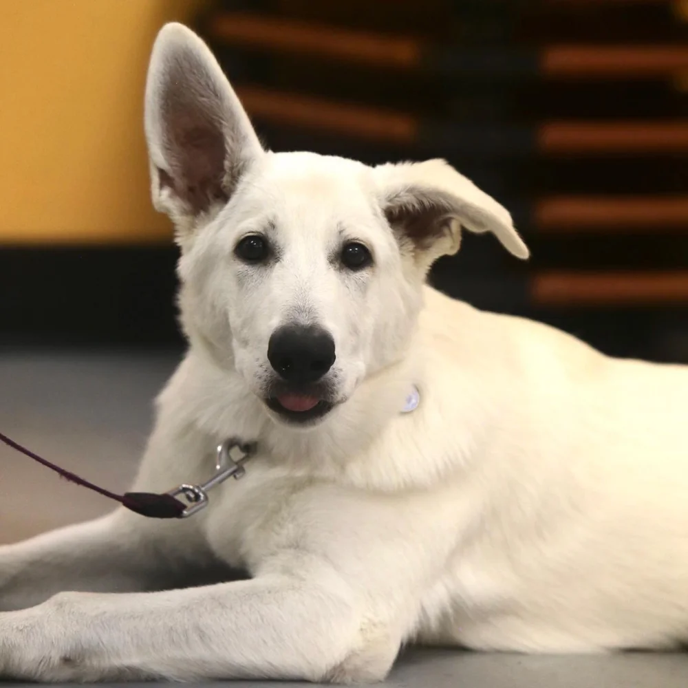 Should You Teach Your Dog Hand Signals? — Positive Changes Dog Training