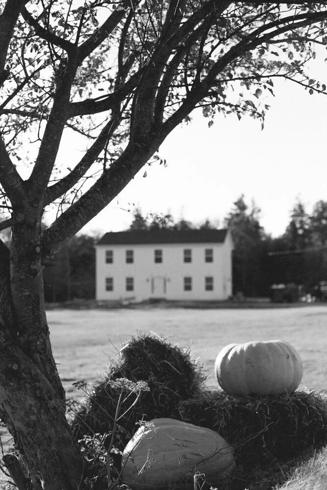 Tuckamore: The Story Behind Our Name and Vision for our Homestead ...