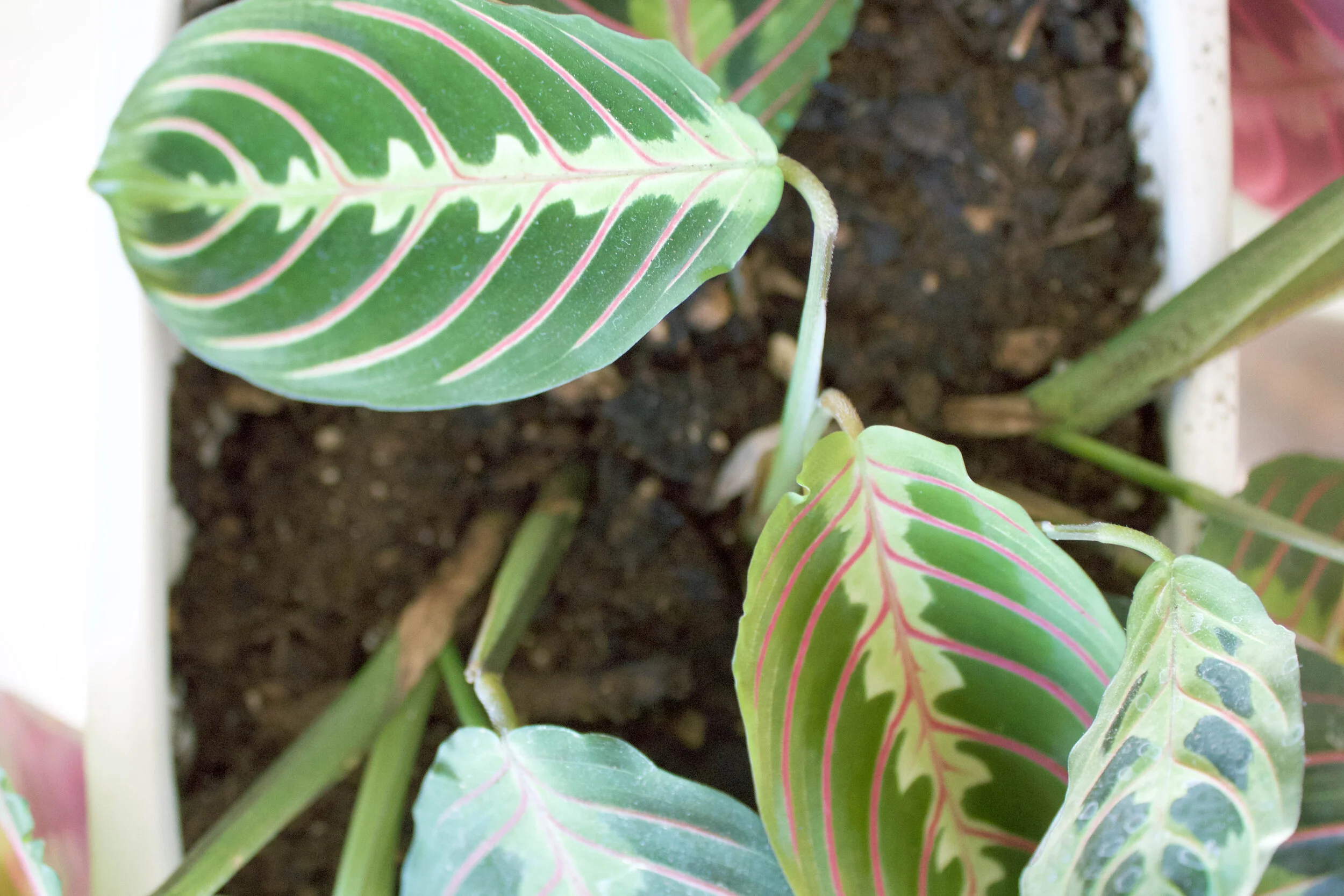 Aerial Plants Examples