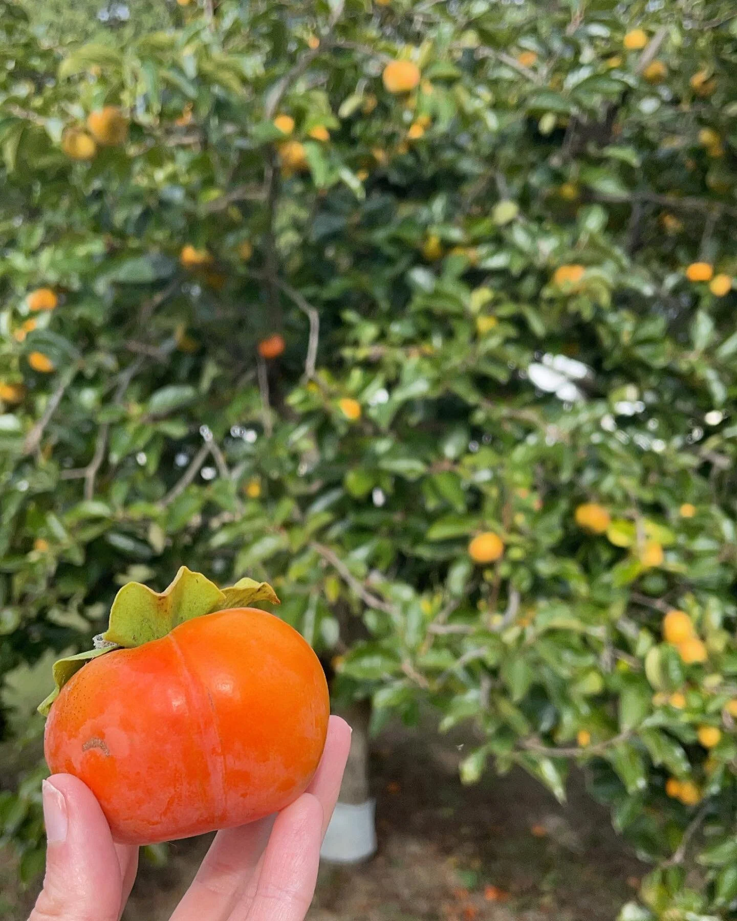 Store — Barnes Farming & Farm Pak