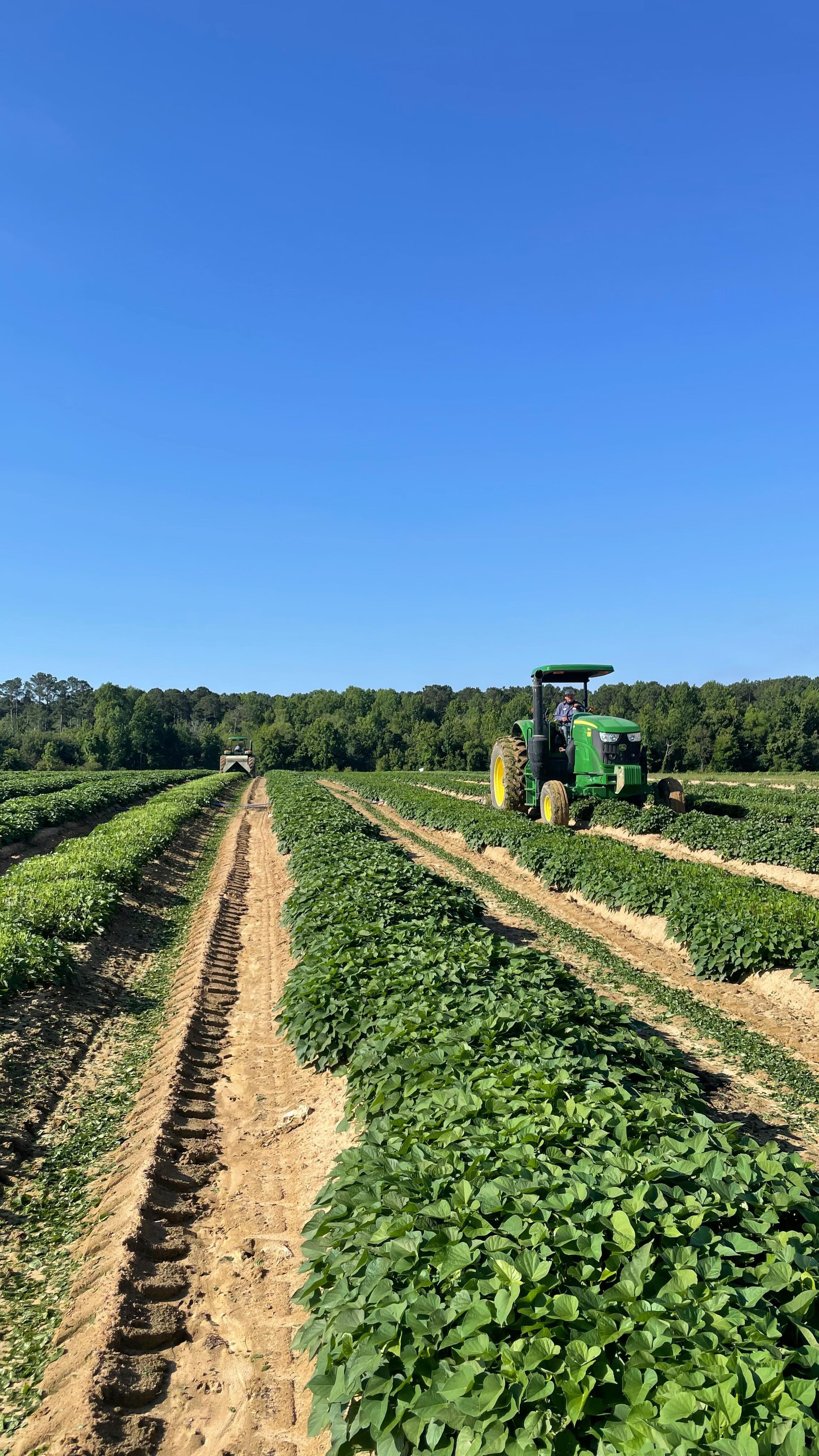 Recipes — Our Family's Favorite Sweet Potato Recipes — Barnes Farming ...