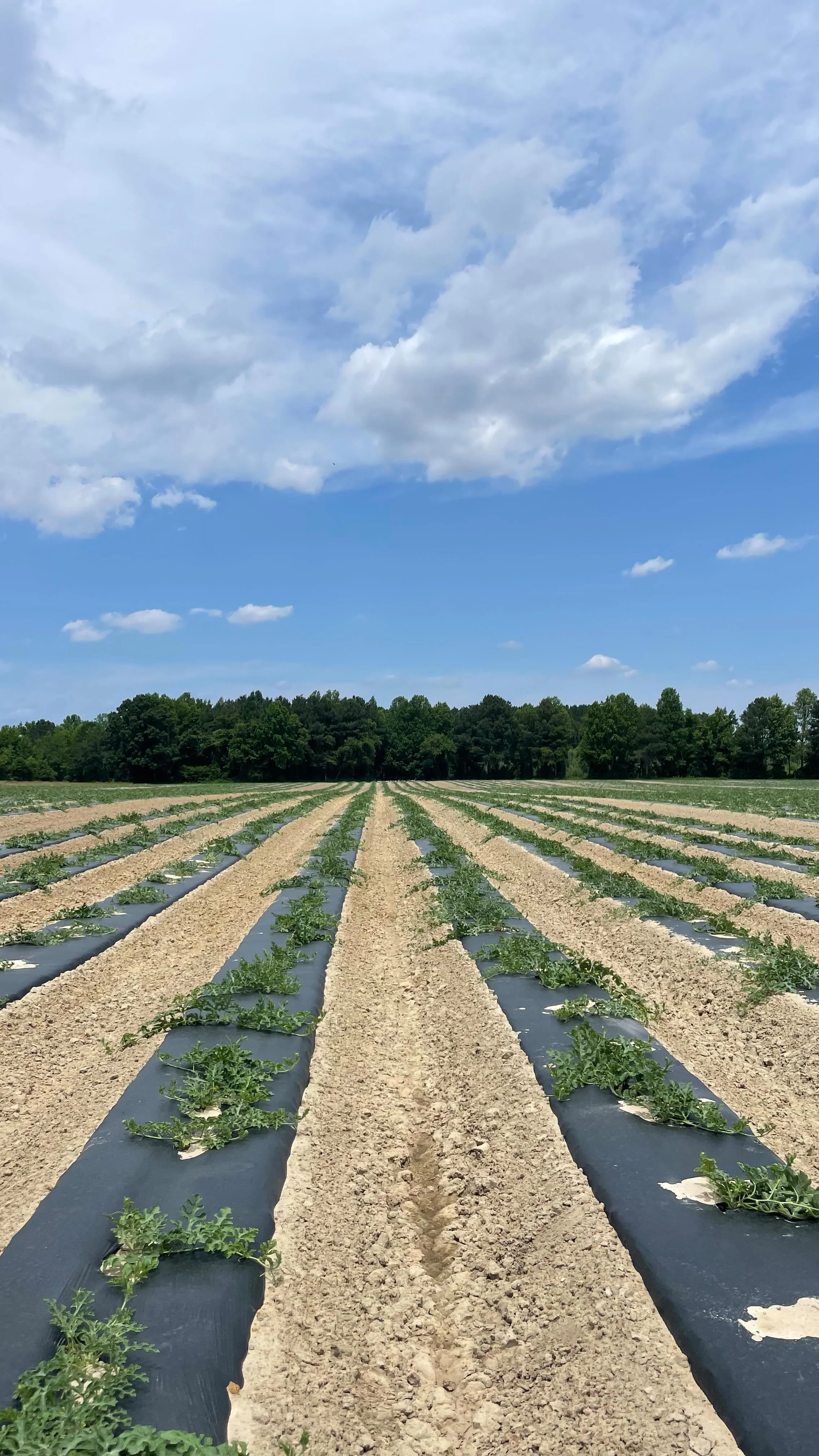 Recipes — Our Family's Favorite Sweet Potato Recipes — Barnes Farming ...
