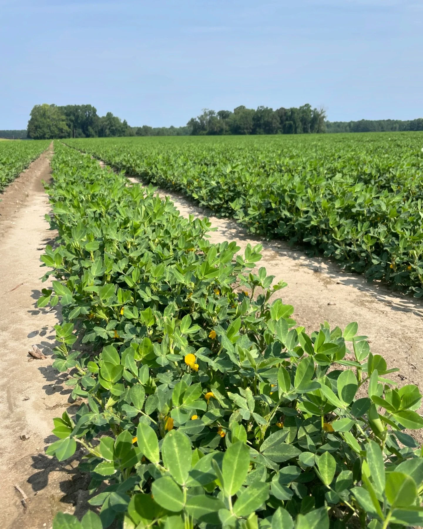 Our Team — The Family Behind The Farm — Barnes Farming & Farm Pak