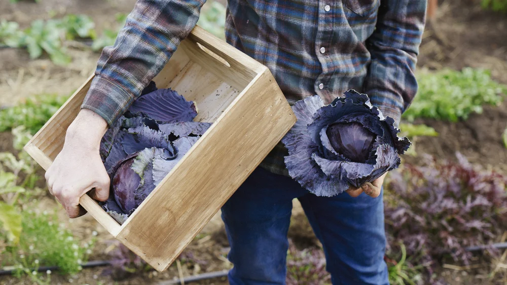 Farm Directory — Mendocino County Local Food Guide