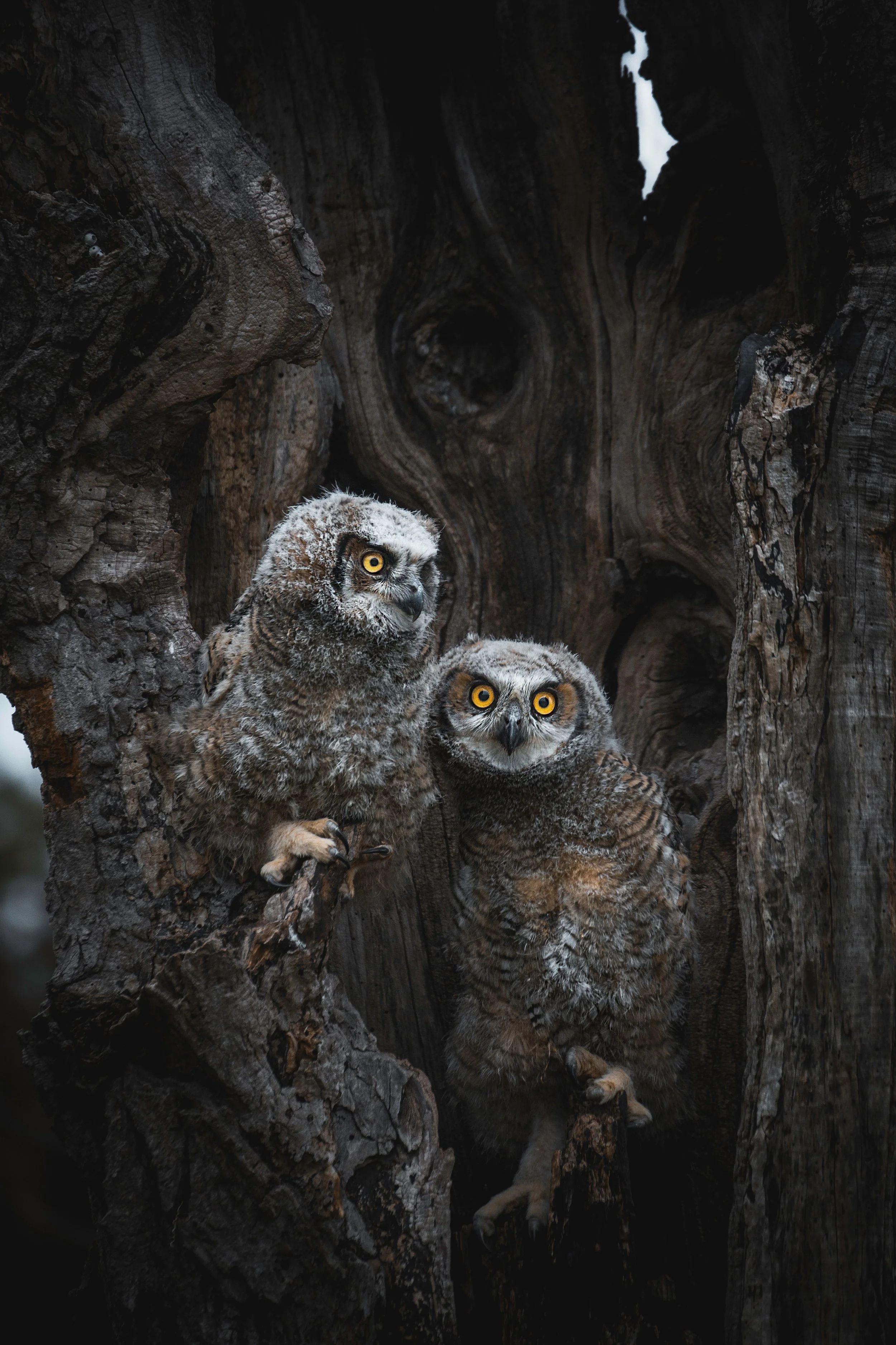 Seth Macey | Wildlife and Travel Photography