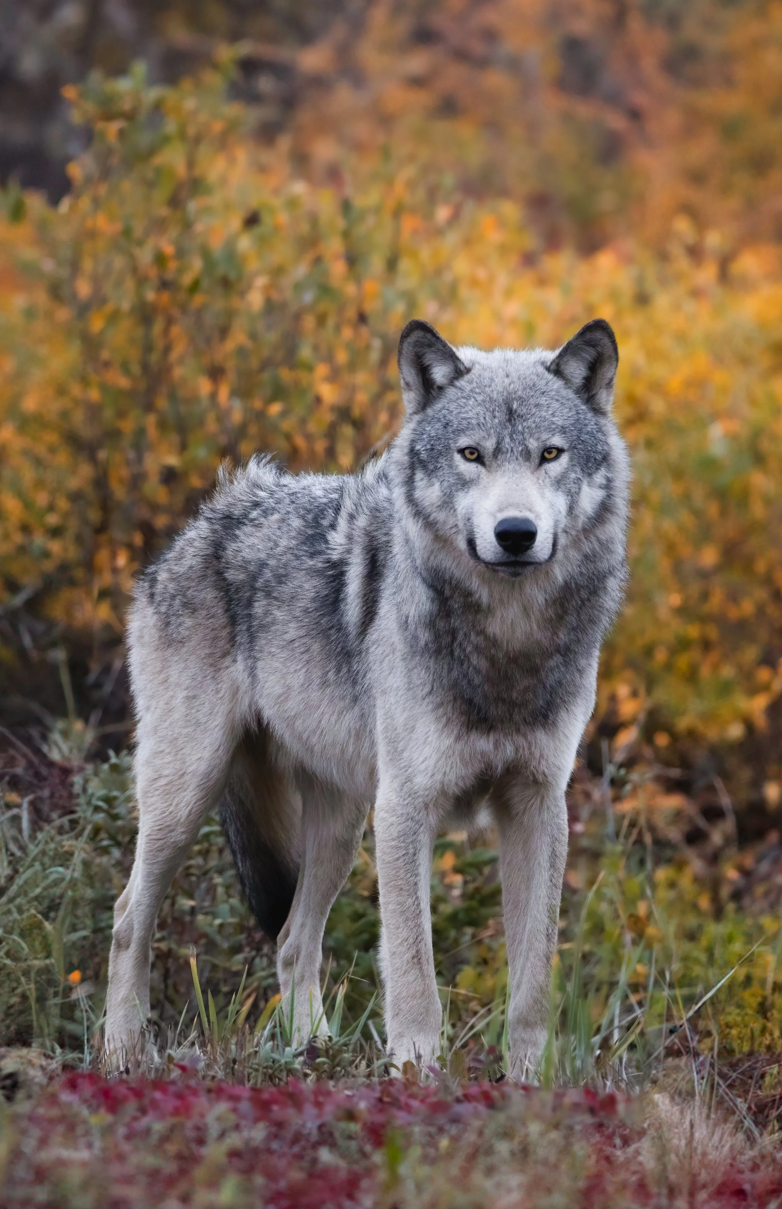 Seth Macey | Wildlife and Travel Photography