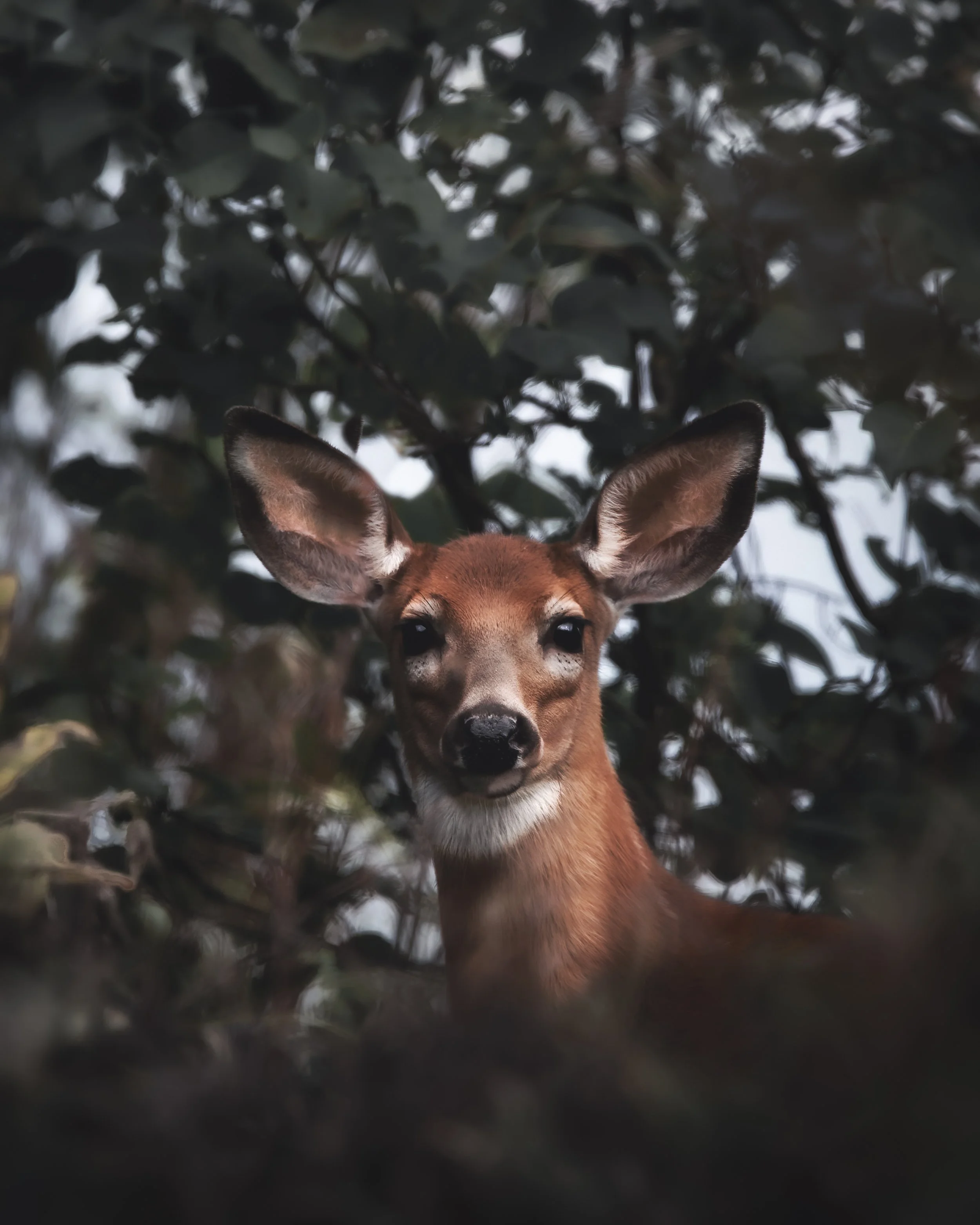 Seth Macey | Wildlife and Travel Photography