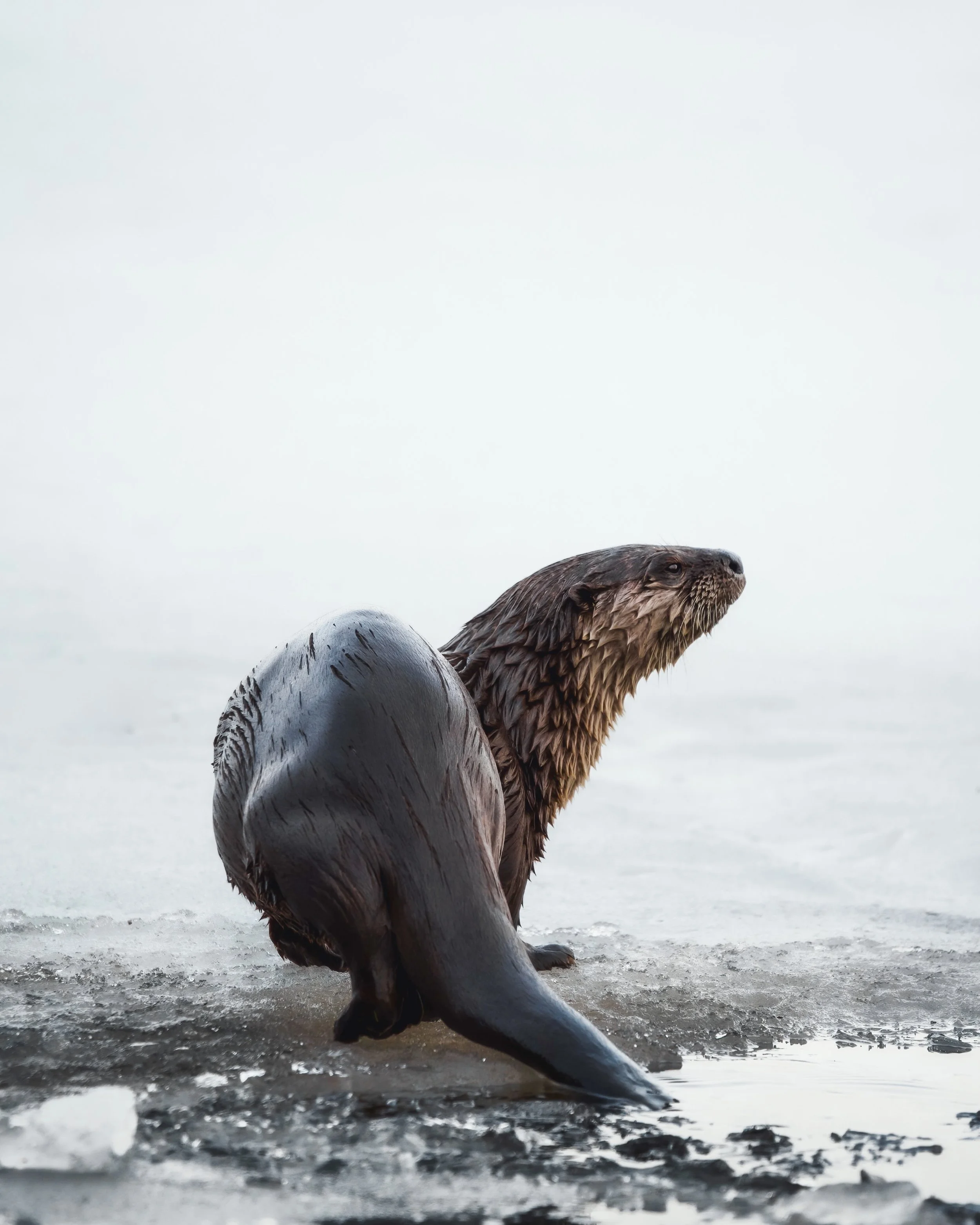 Seth Macey | Wildlife and Travel Photography