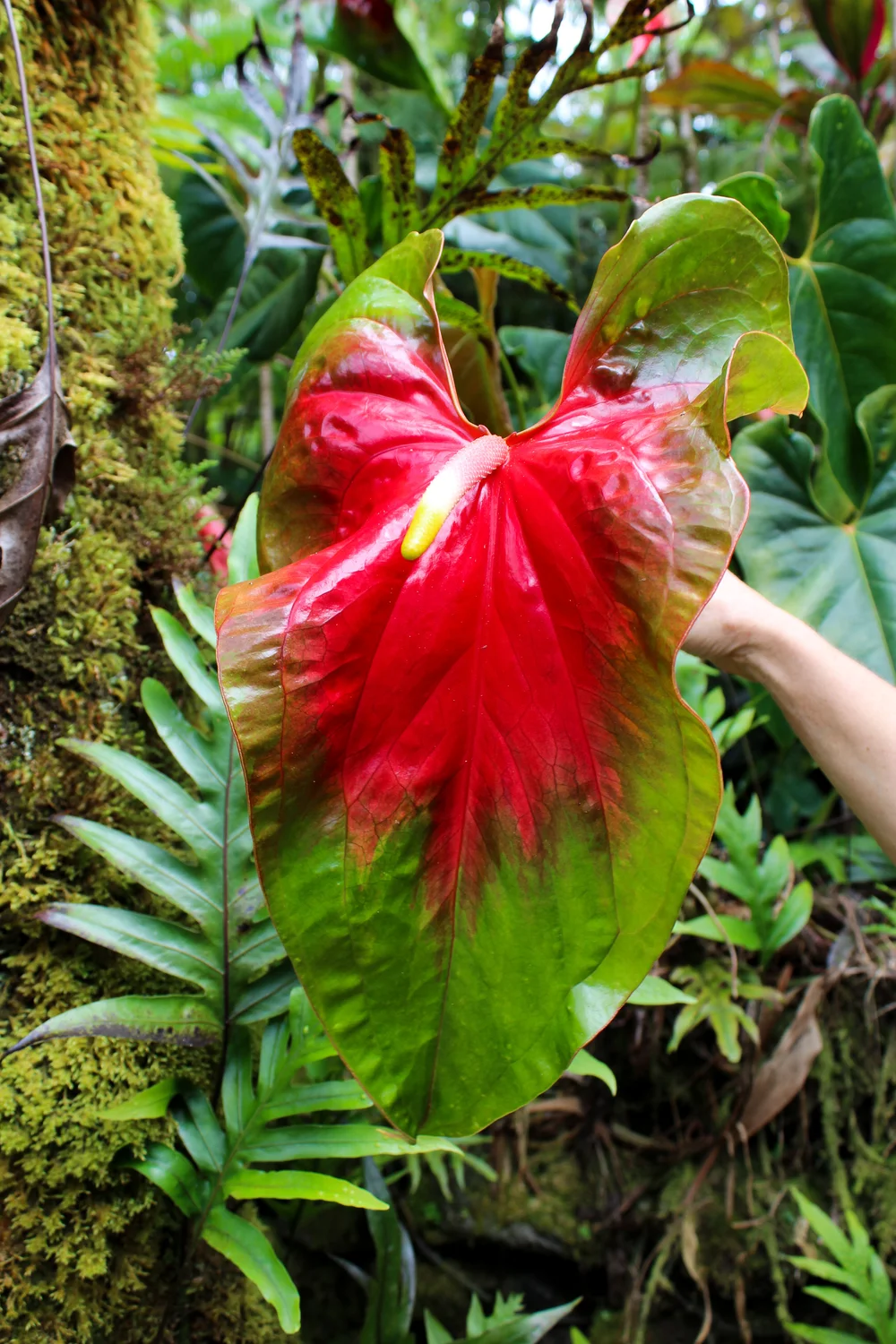 Our small family farm offers Hawaiian Anthurium bouquets and ...