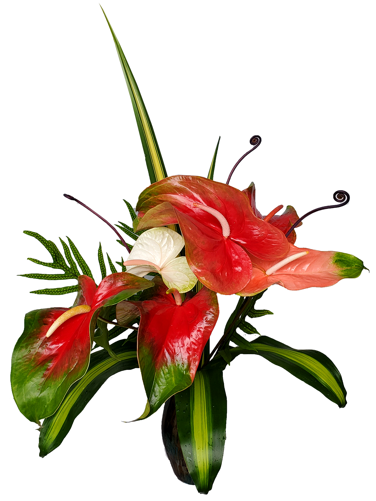 Gift Box Arrangements — Always Anthuriums