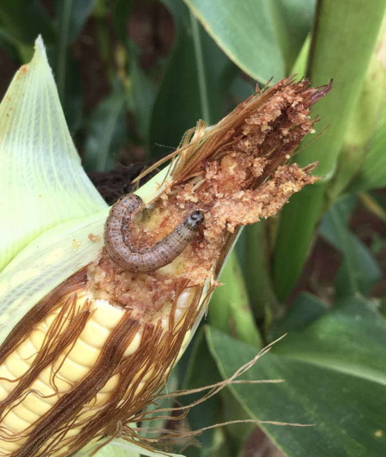 Friendly™ Fall Armyworm — Oxitec
