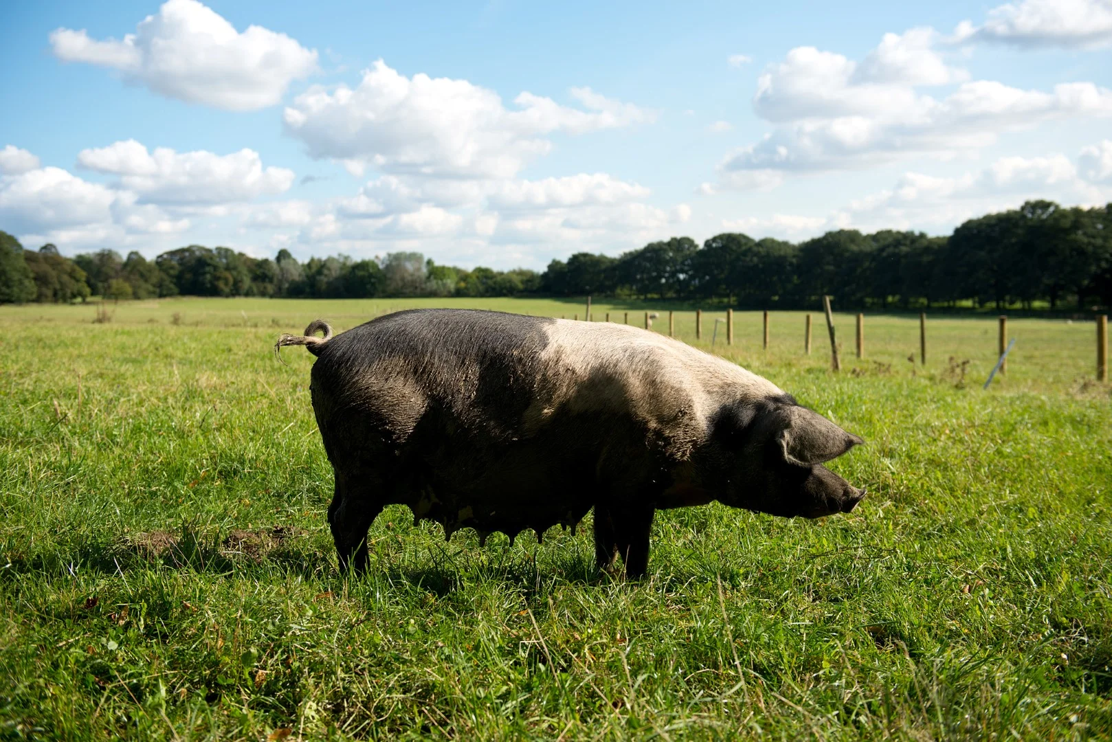 Rare Breed Pork — Swillington Organic