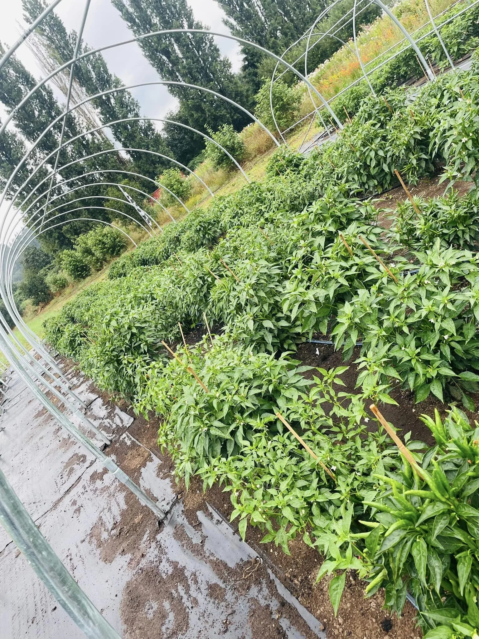 Our Farms — Black Farmers Collective