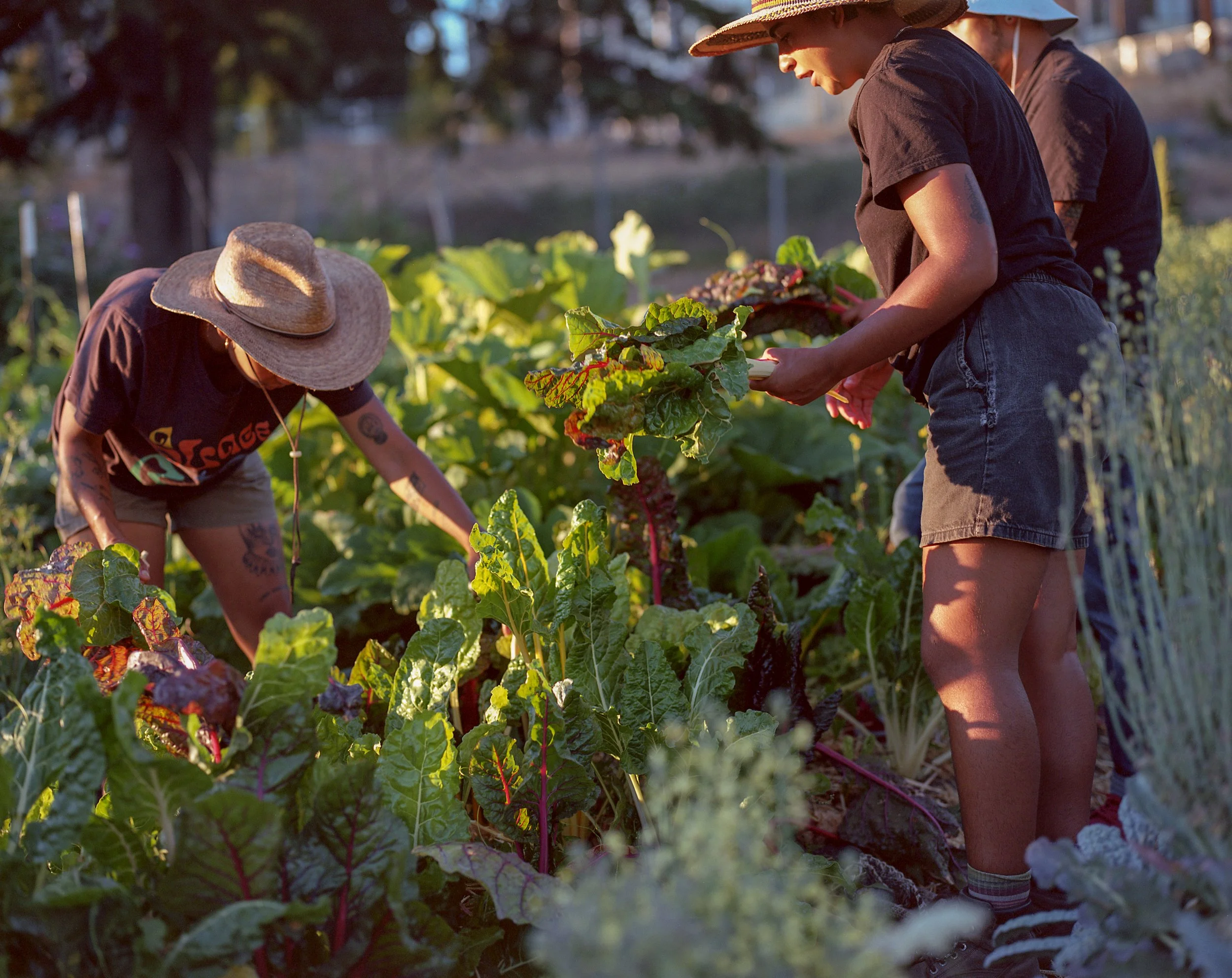 Yes Farm — Black Farmers Collective