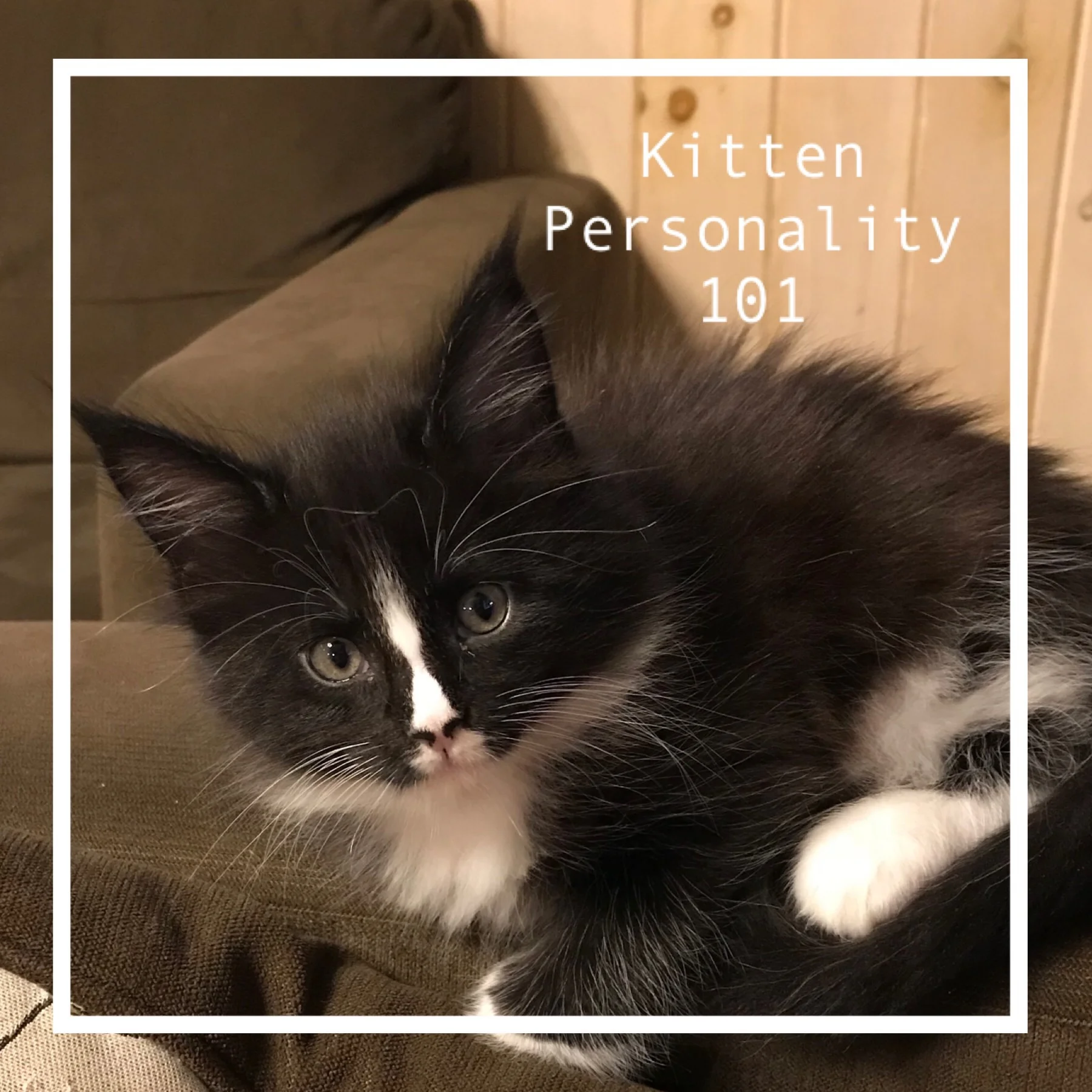 Kitten Personality 101 — Sugar Island Farm