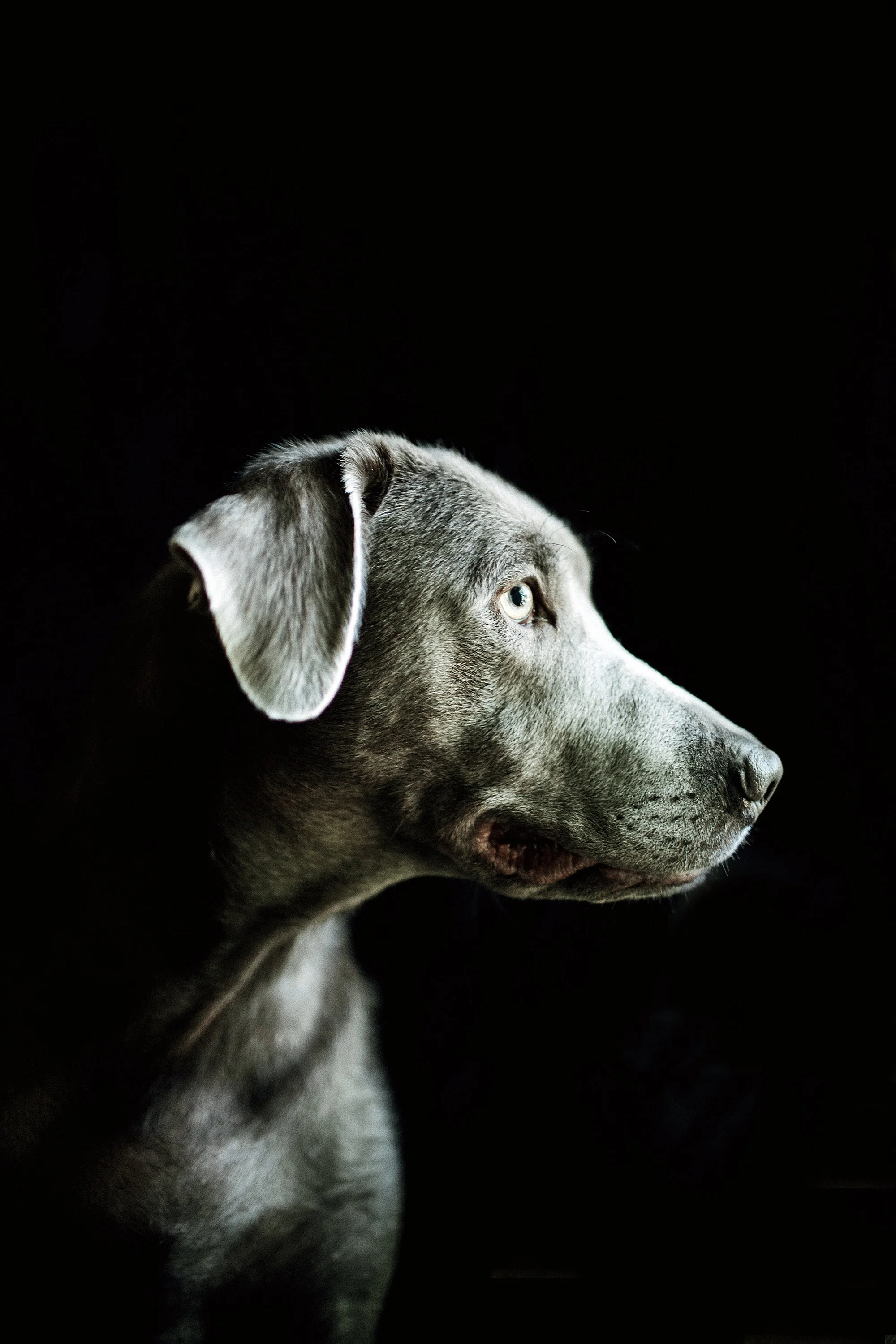 Yola's Pet Rescue