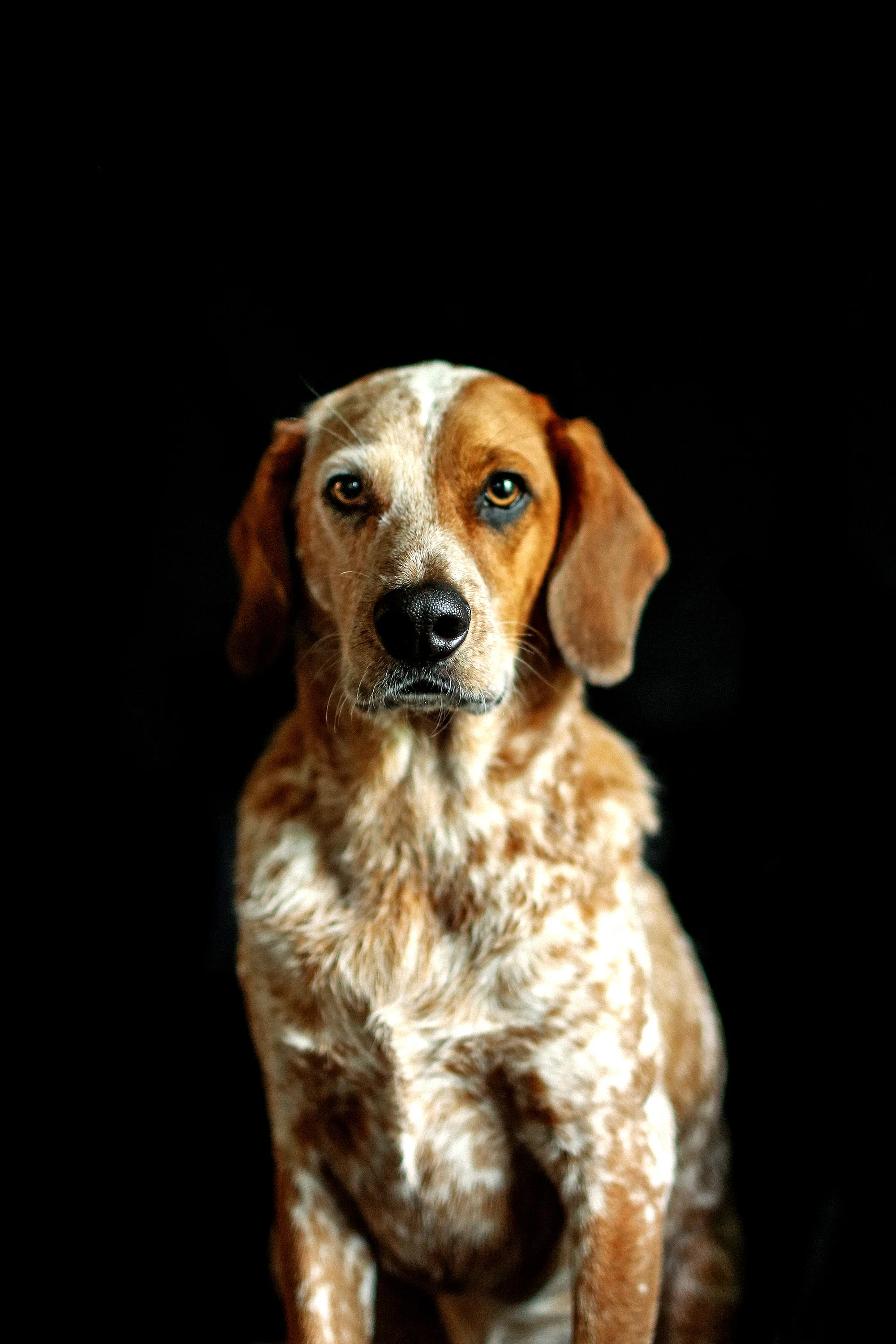 Yola's Pet Rescue