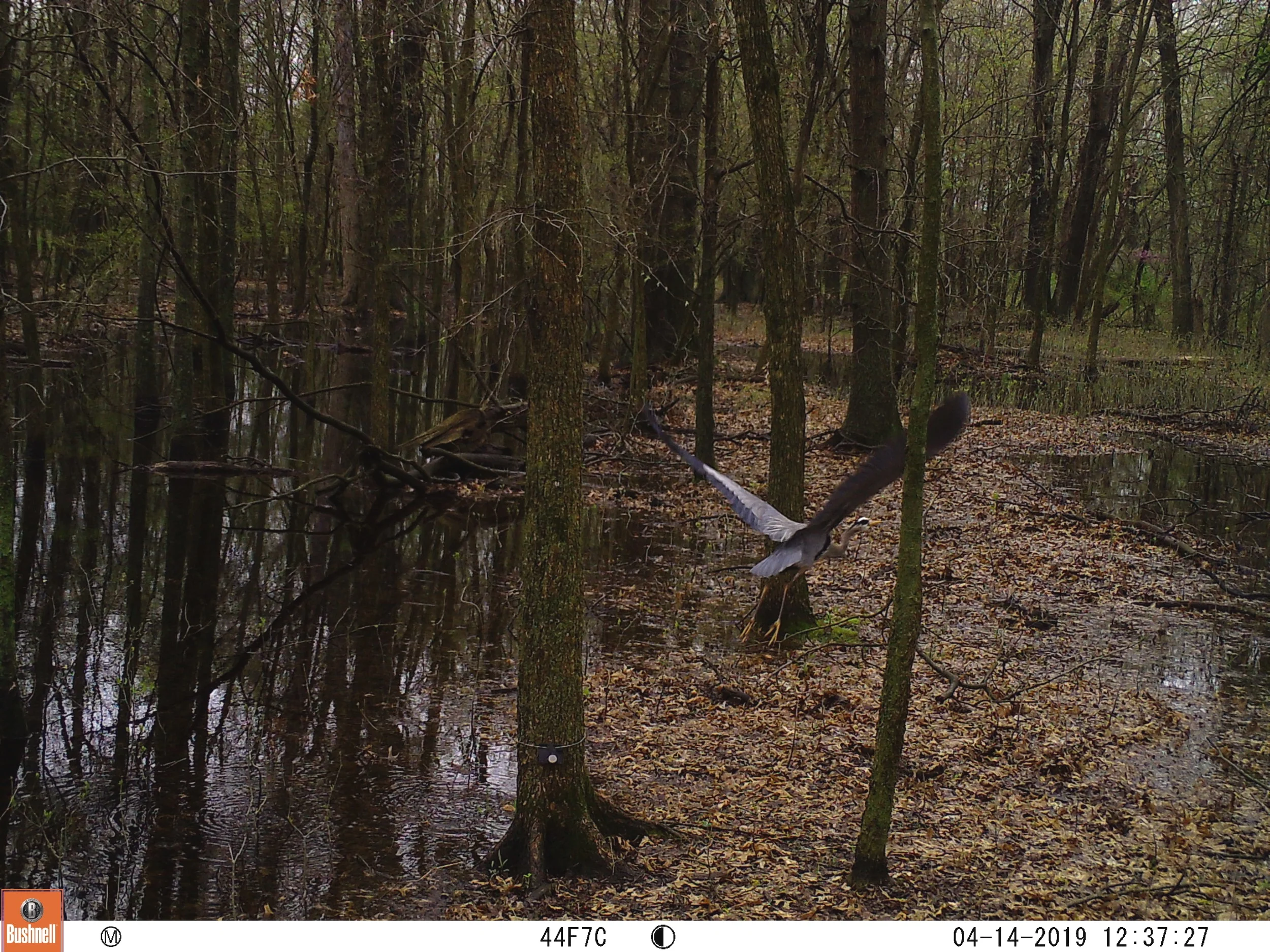 St. Louis Wildlife Project