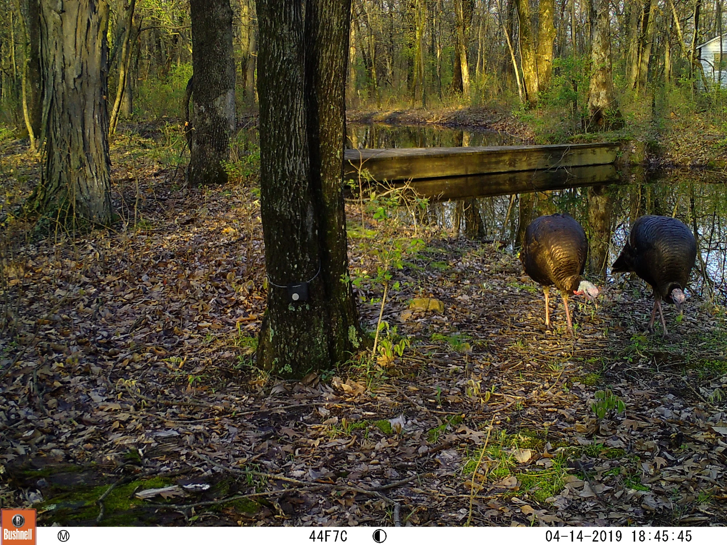 Research — St. Louis Wildlife Project