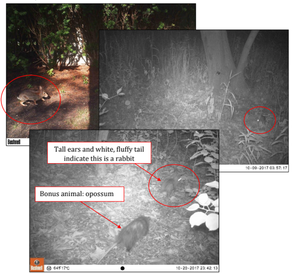 Less Commonly Seen Animals — St. Louis Wildlife Project