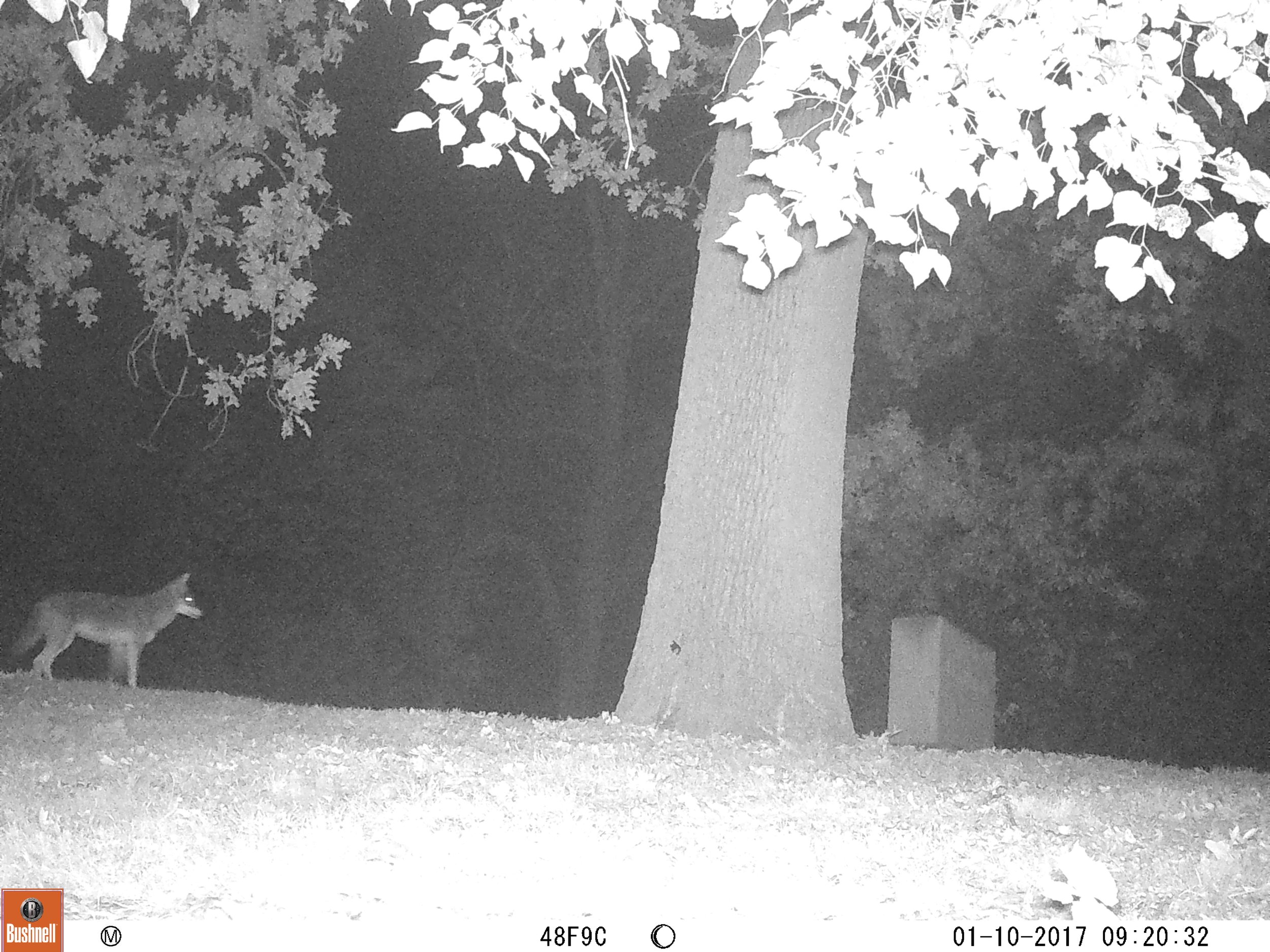 About UWIN — St. Louis Wildlife Project