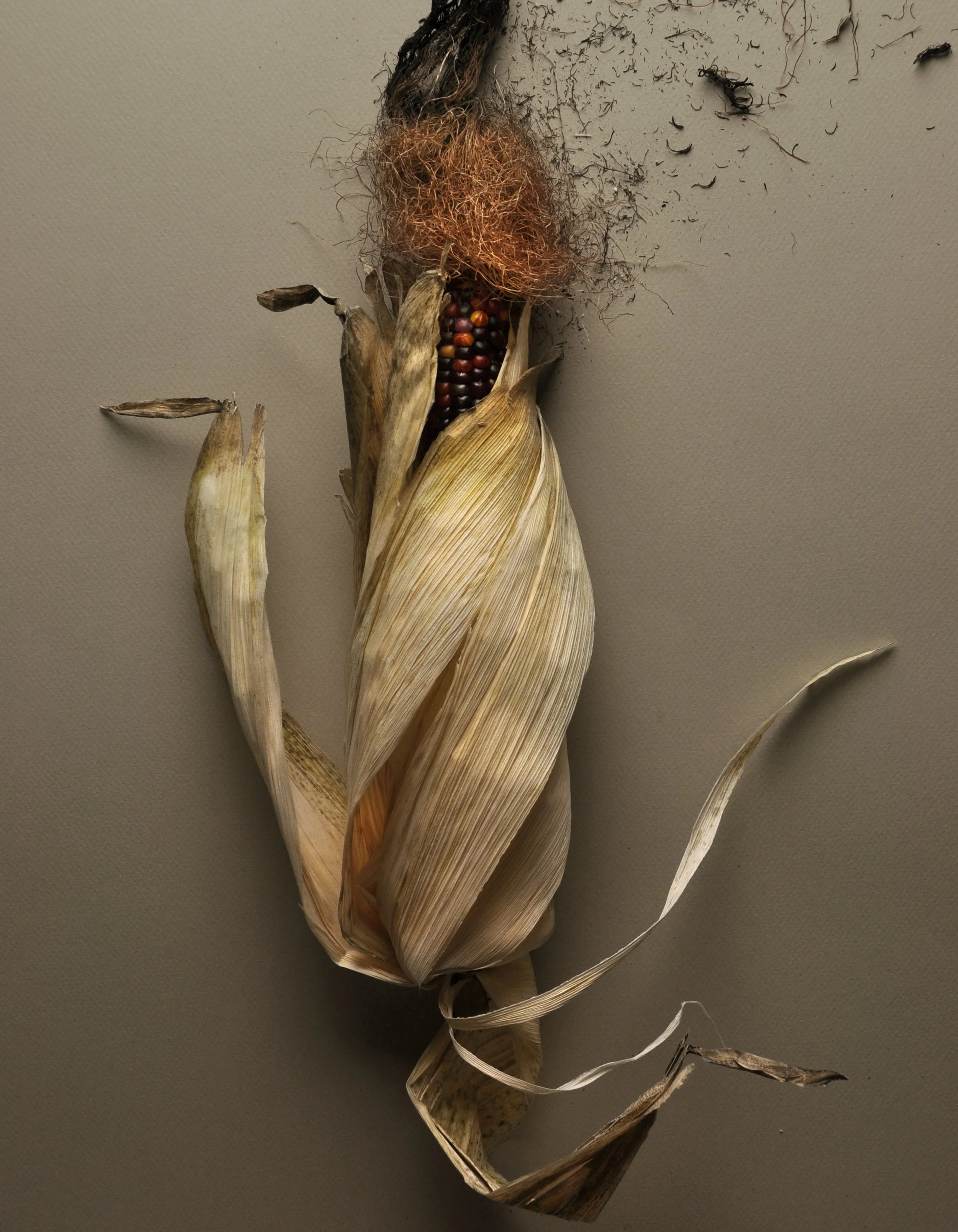 Corn Gallery test — LIBRARY of JMD