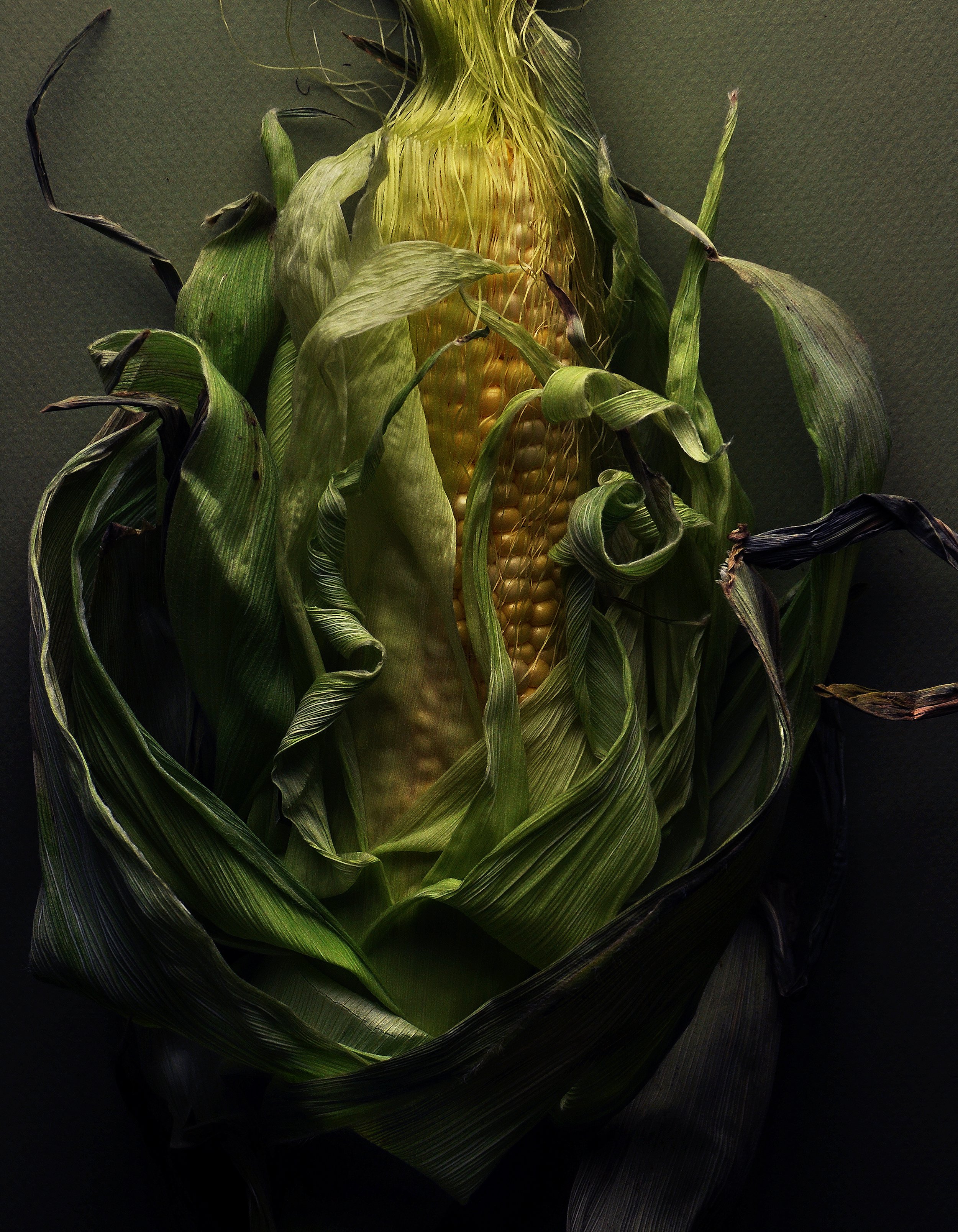 Corn Gallery test — LIBRARY of JMD