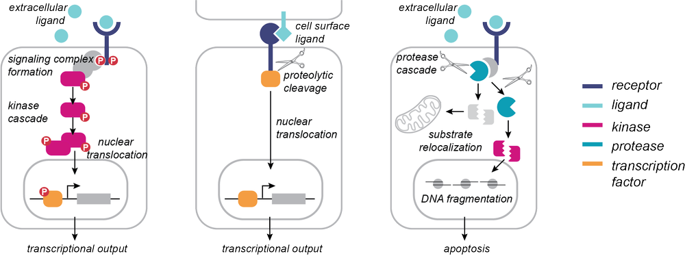 Research — Weeks lab