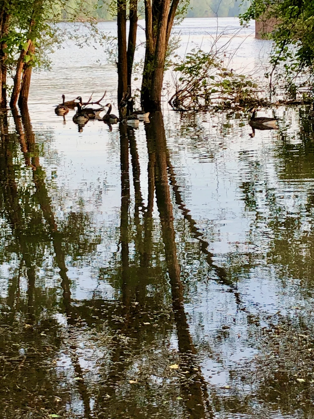 Village of Creve Coeur