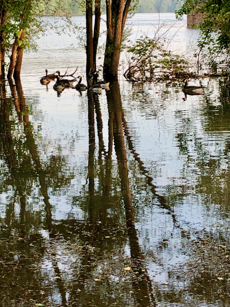 Village of Creve Coeur