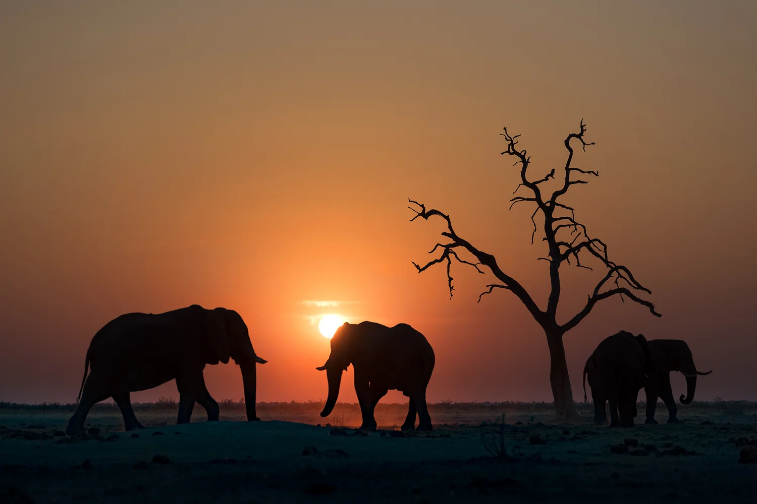 Chris McLennan Photography — Chris McLennan Wildlife Photography