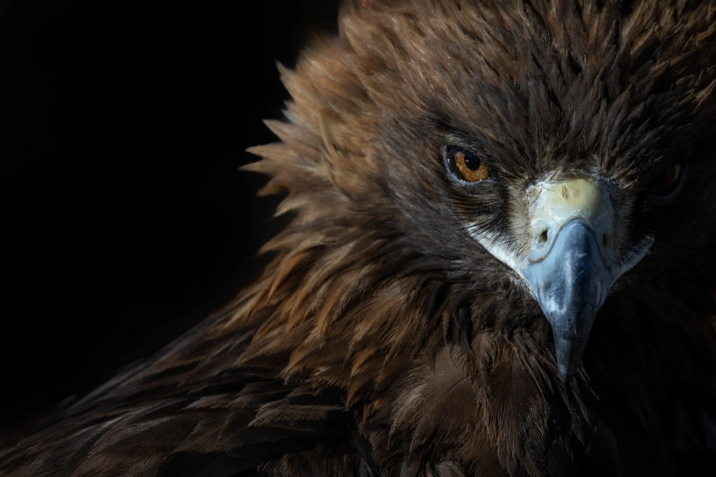 Golden Eagle Hunting Wolves