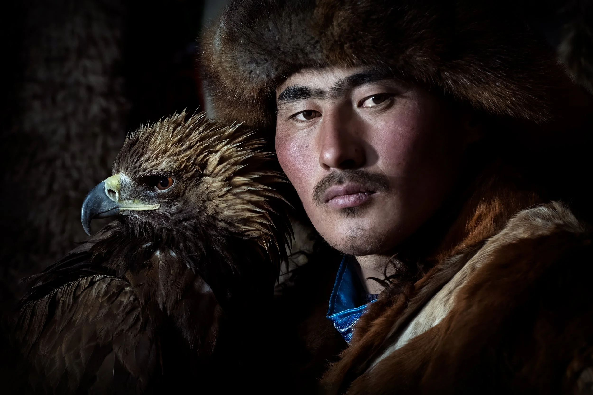 Golden Eagle Hunting Fox