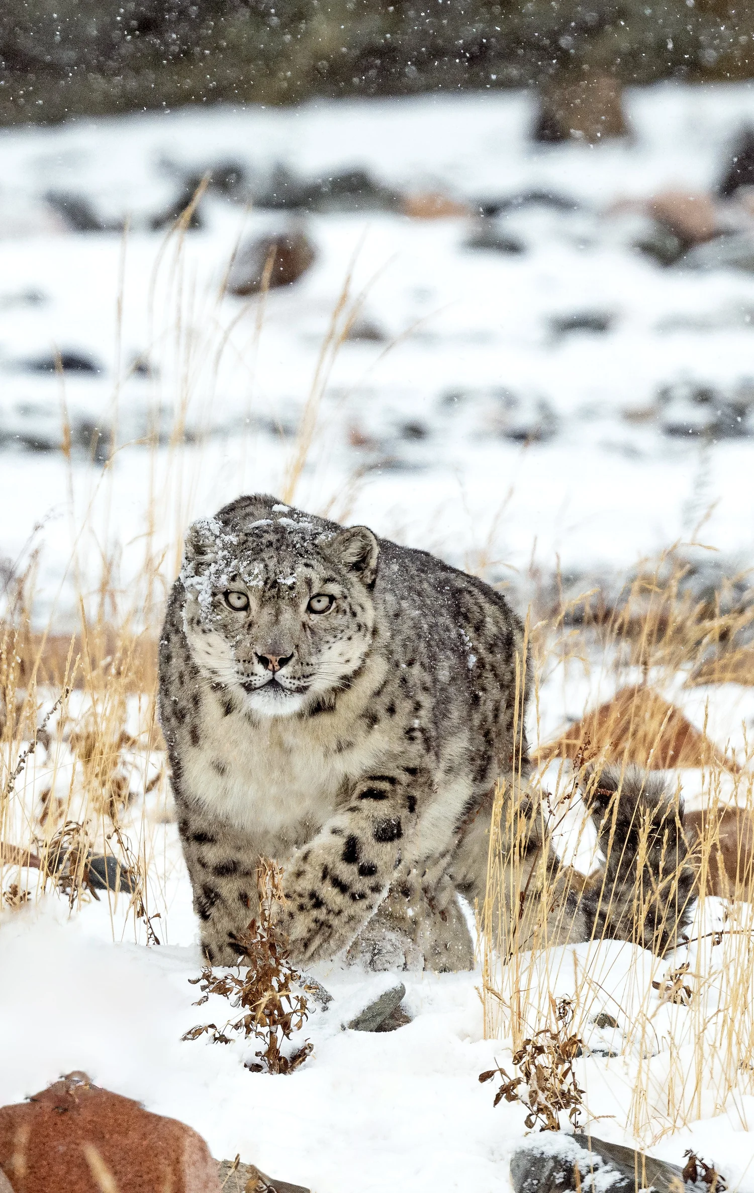 Chris McLennan Photography — Snow Leopards of Mongolia