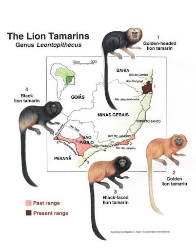 FAQs — Save the Golden Lion Tamarin