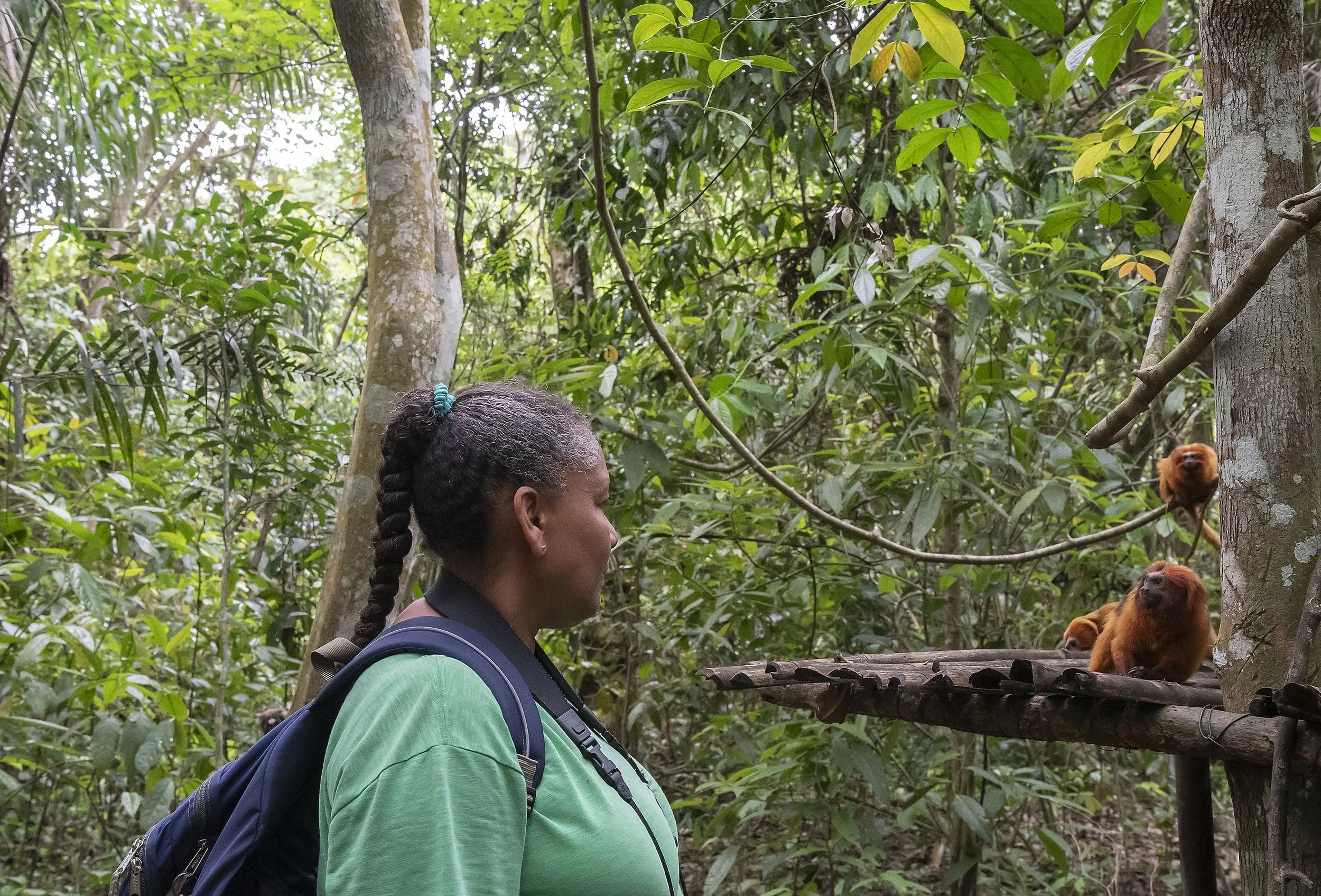 How Global Partnerships Are Saving Golden Lion Tamarins From Yellow ...