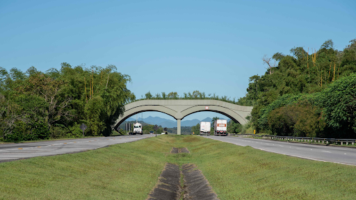 The Ten Year Plan to Save GLTs — Save the Golden Lion Tamarin