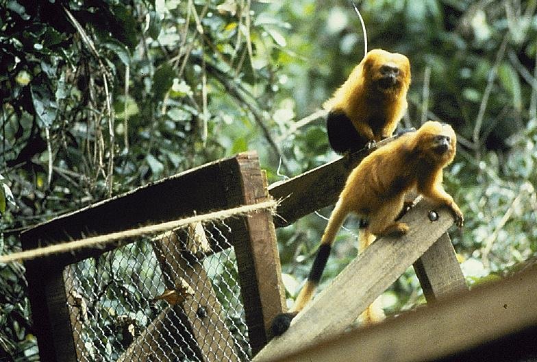 A look back: 40 years after the first GLT reintroductions — Save the ...