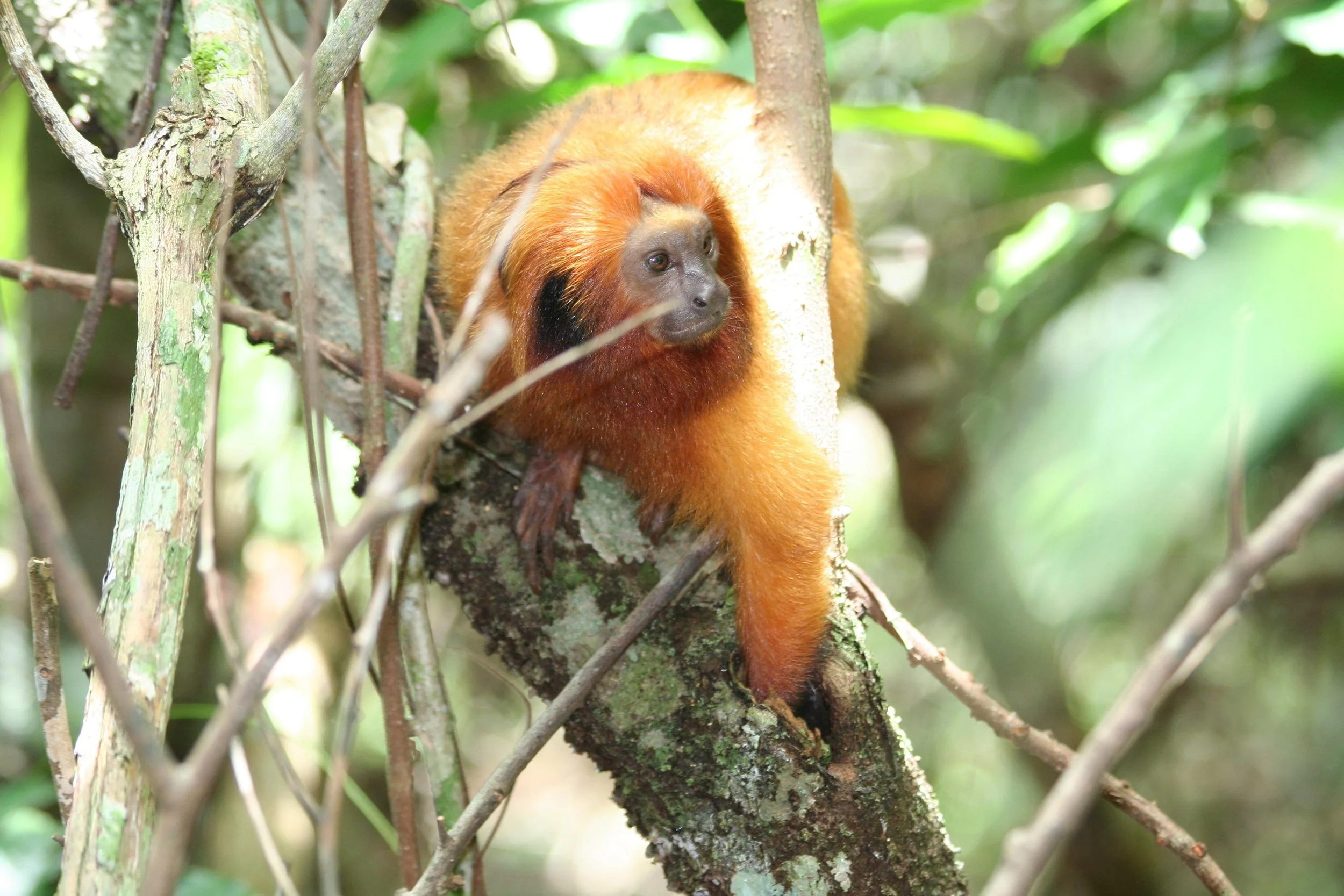 A look back: 40 years after the first GLT reintroductions — Save the ...