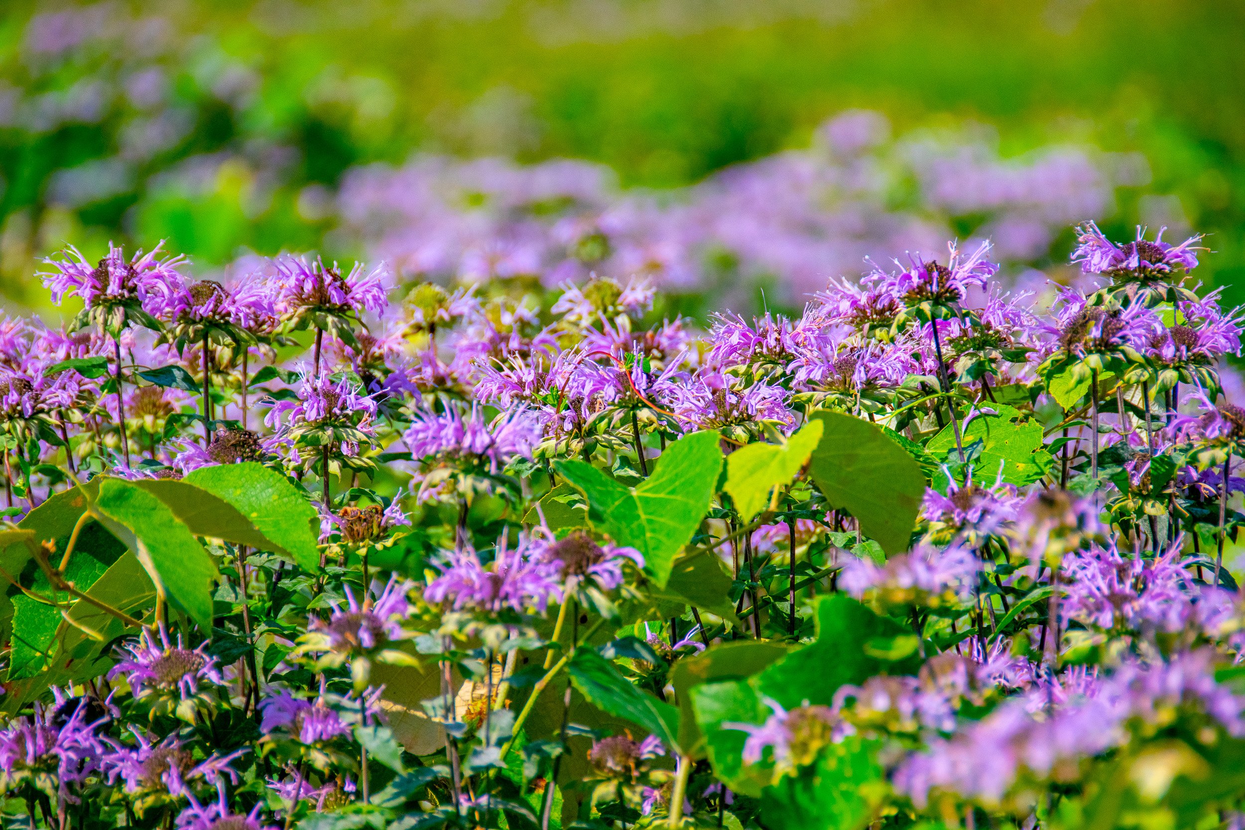 Walpack Cabin — The Walpack Inn