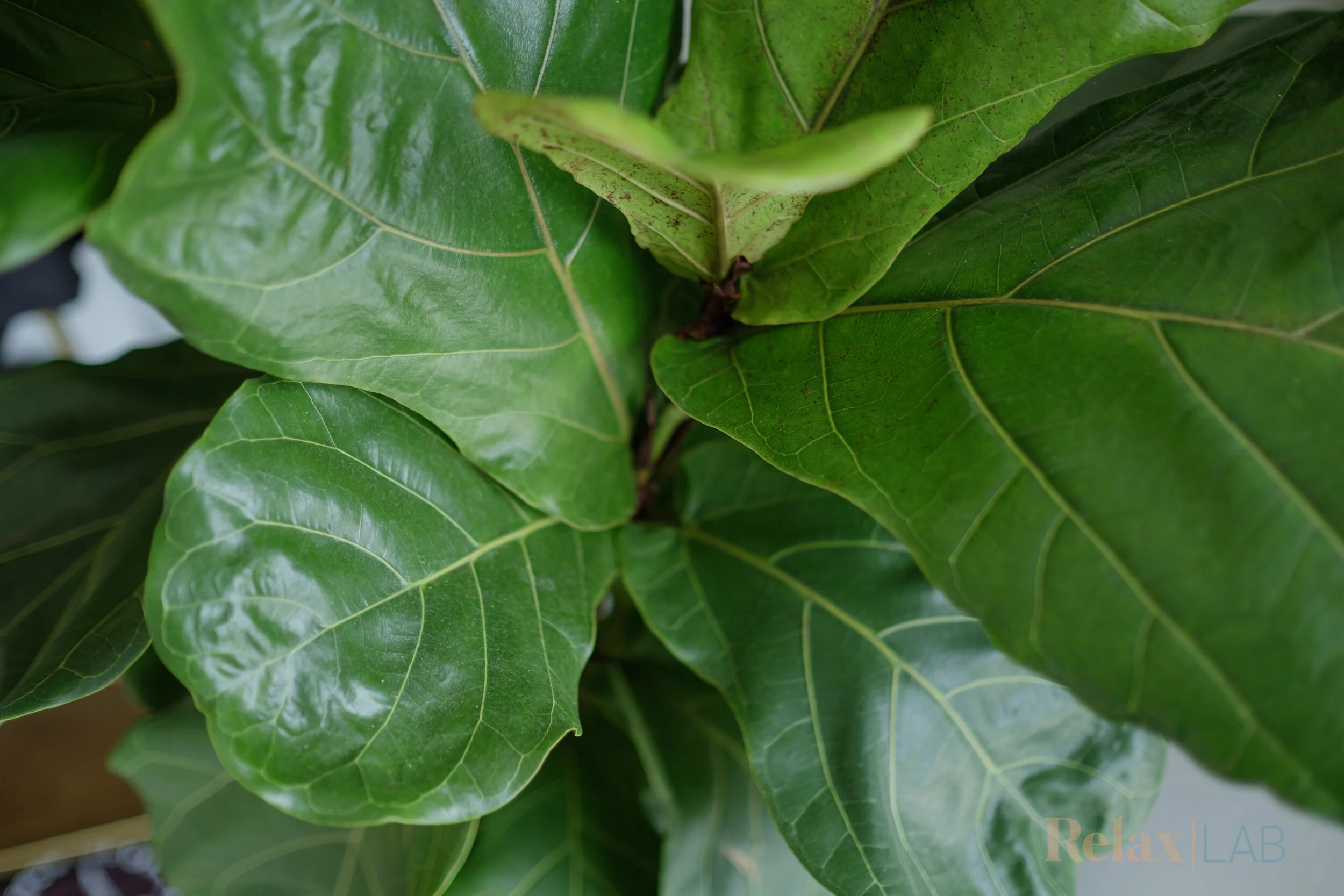 Join Our Team | RelaxLab