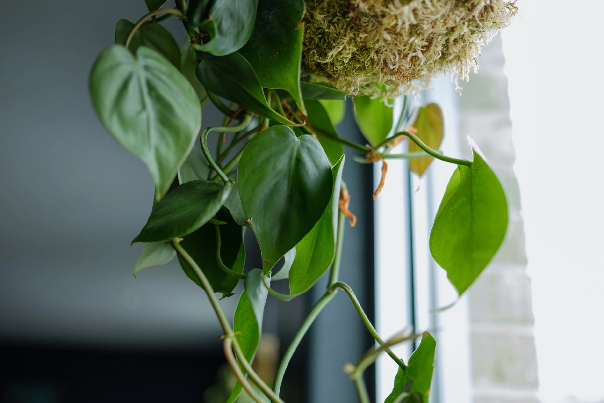 reflexology | RelaxLab