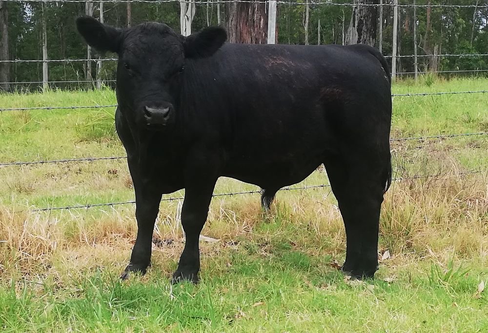 Australian Lowline | Markwell Valley Lowlines